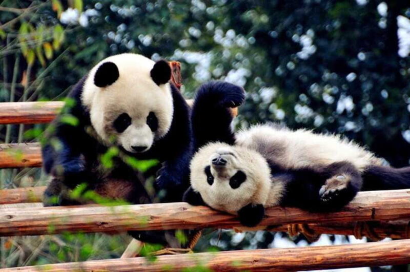 Chengdu: Private Kung Fu Panda Movie Tour with Guide - Value and Practicalities