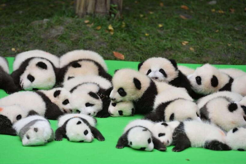 Chengdu: Private Panda Base and Sichuan Cuisine Tour - Frequently Asked Questions