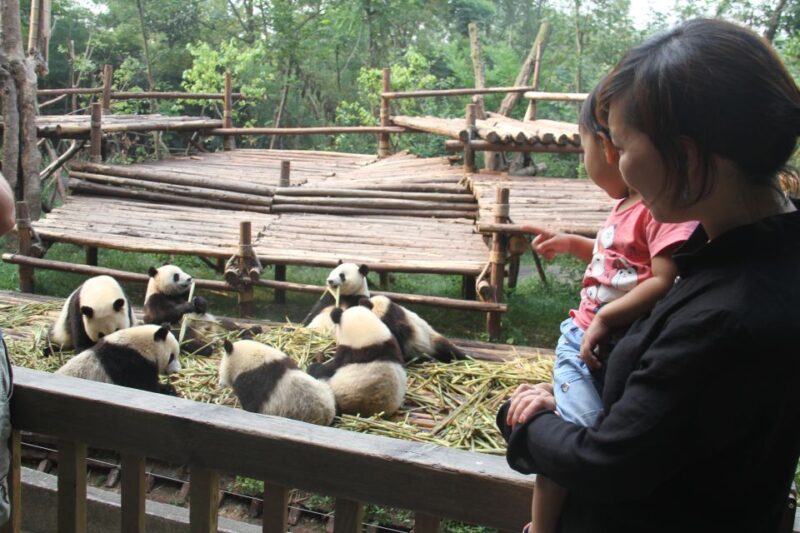 Chengdu: Private Panda Base Tour with 80 Pandas - The Itinerary — What to Expect