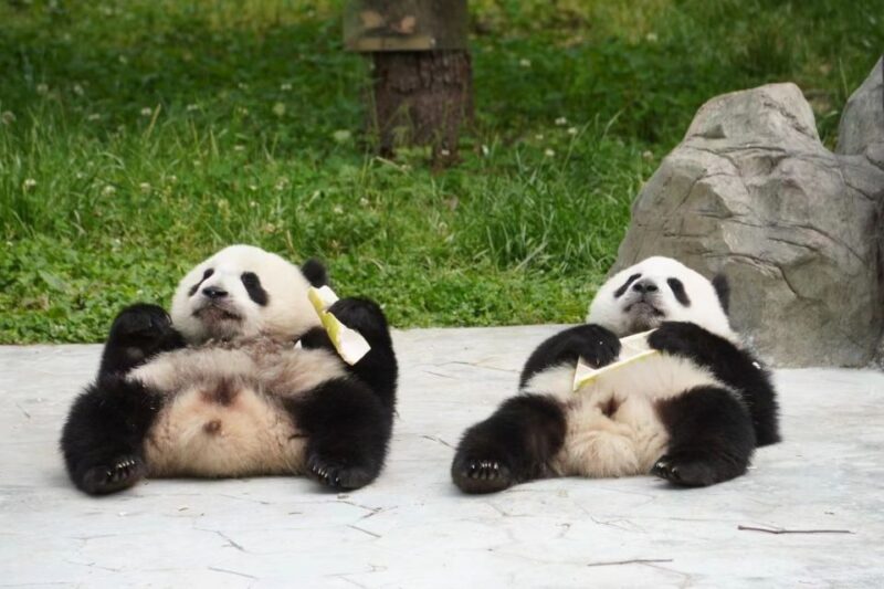 Chengdu: Private Panda Base Tour with 80 Pandas - Who Should Consider This Tour?