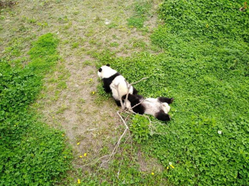 Chengdu: Private Panda Tour at Panda Breeding Base - The Value of This Tour