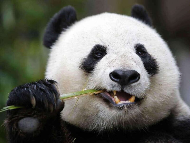Chengdu: Private Panda Tour at Panda Breeding Base - Who Will Love This Tour?