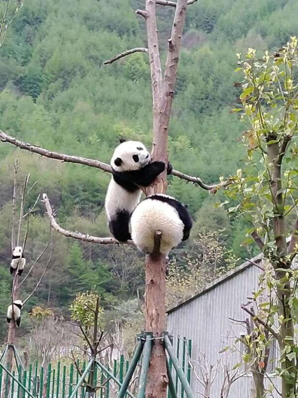 Chengdu: Private Panda Tour at Panda Breeding Base - Practical Tips for Your Visit