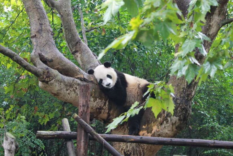 Chengdu: Private Panda Tour at Panda Breeding Base - FAQ