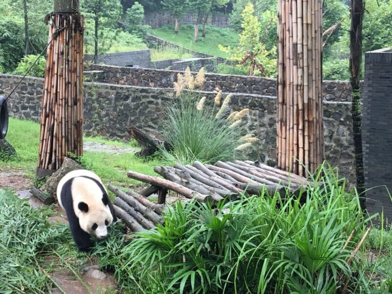 Chengdu: Private Panda Tour at Panda Breeding Base - Final Thoughts