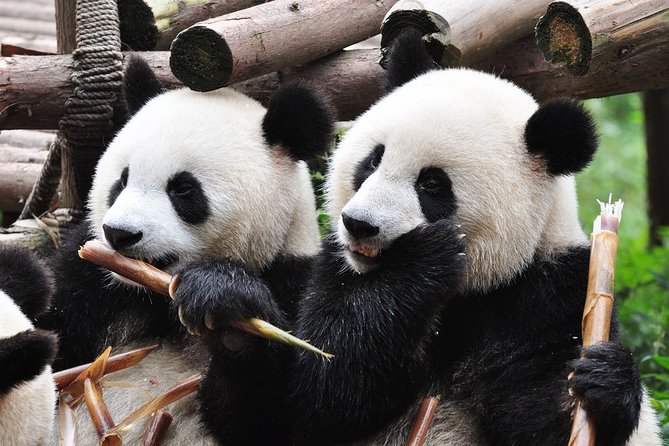 Chengdu Private Sightseeing Tour with Panda Breeding Center Visit - What the Reviews Say