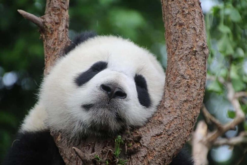 Chengdu Private Tour: Meet Pandas+Hike Qingcheng Front/Back - An Authentic Encounter with Pandas and Mountains