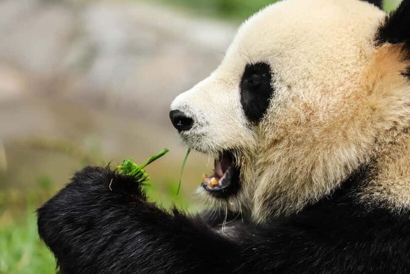 Chengdu Private Tour: Meet Pandas+Hike Qingcheng Front/Back - Transportation and Comfort
