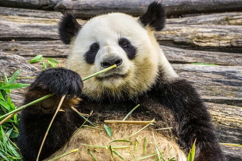Chengdu Private Tour: Meet Pandas+Hike Qingcheng Front/Back - Who is This Tour Best For?