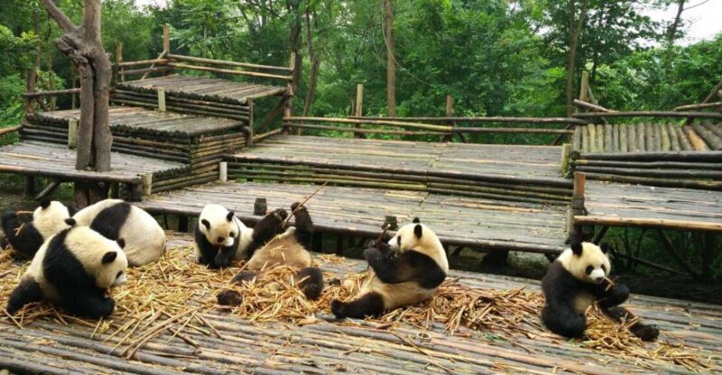 Chengdu Private Tour of Leshan Buddha and Panda Base - Who Is This Tour Best Suited For?