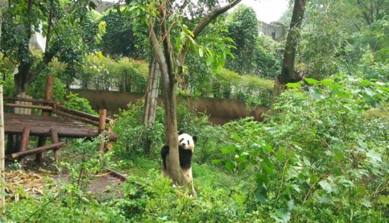 Chengdu Private Tour of Leshan Buddha and Panda Base - FAQs