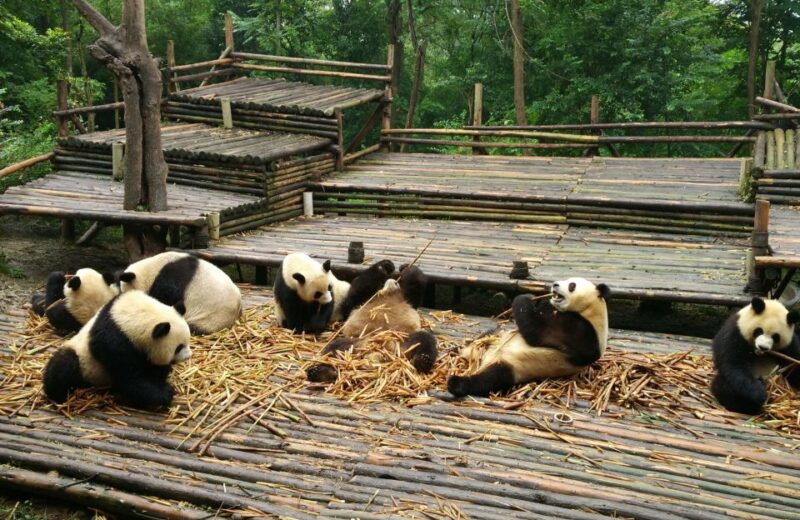 Chengdu Private Tour of Leshan Buddha and Panda Base - Final Thoughts