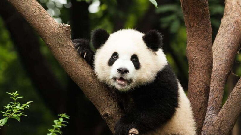 Chengdu: Research Base of Giant Panda Breeding e-Ticket - Key Points