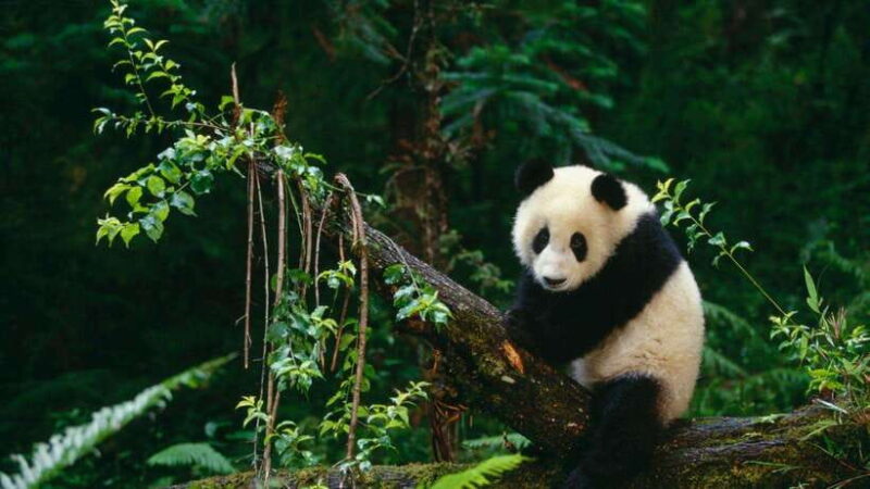 Chengdu: Research Base of Giant Panda Breeding e-Ticket - The Practicalities: Price, Accessibility, and Tips