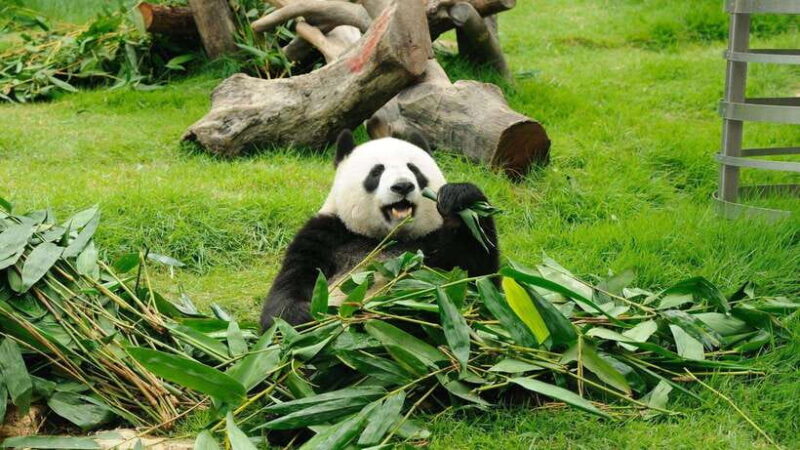 Chengdu: Research Base of Giant Panda Breeding e-Ticket - Authentic Encounters and Other Travelers’ Perspectives
