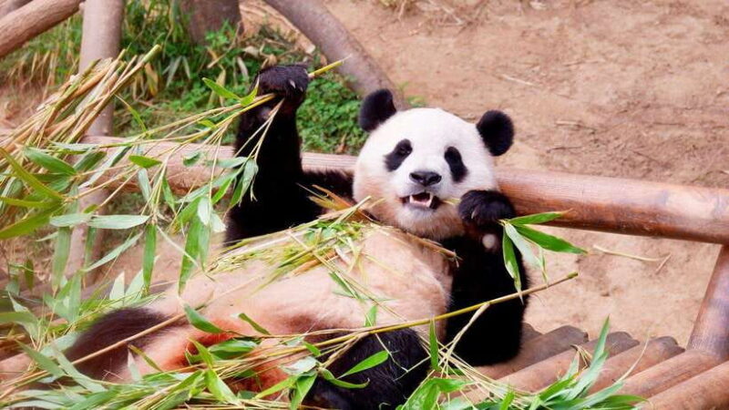 Chengdu: Research Base of Giant Panda Breeding e-Ticket - Why This Tour Offers Good Value