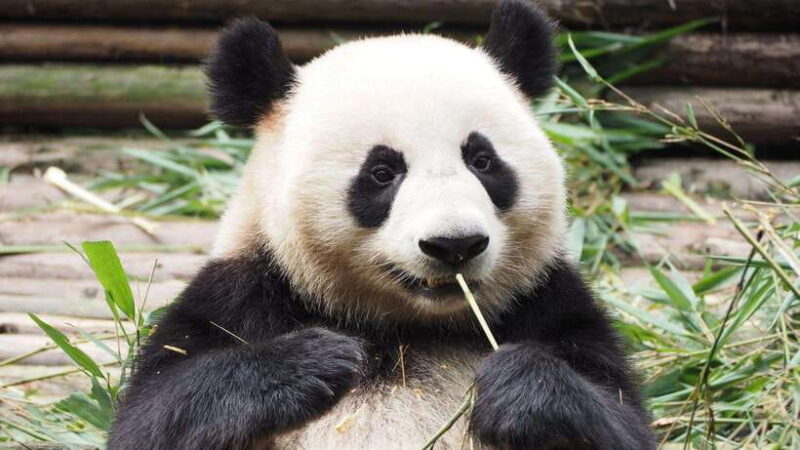 Chengdu: Research Base of Giant Panda Breeding e-Ticket - Who Should Consider This Experience?