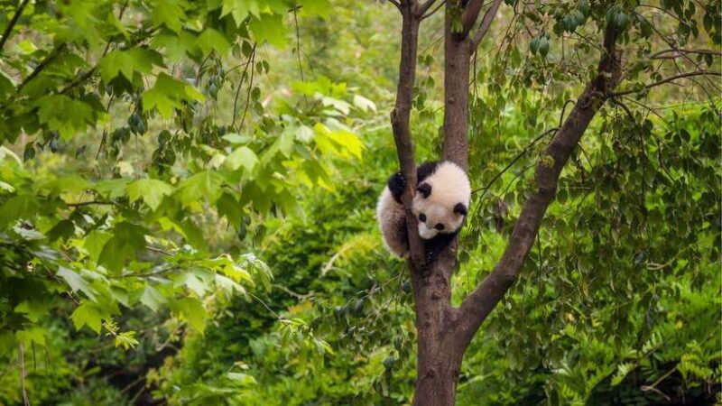 Chengdu: Research Base of Giant Panda Breeding e-Ticket - Frequently Asked Questions