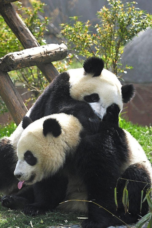 Chengdu: Research Base of Giant Panda Breeding e-Ticket - Final Thoughts
