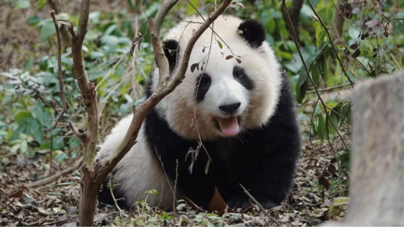 Chengdu Research Base of Giant Panda Breeding - Introduction