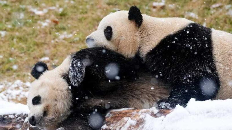 Chengdu Research Base of Giant Panda Breeding - What Makes the Experience Special