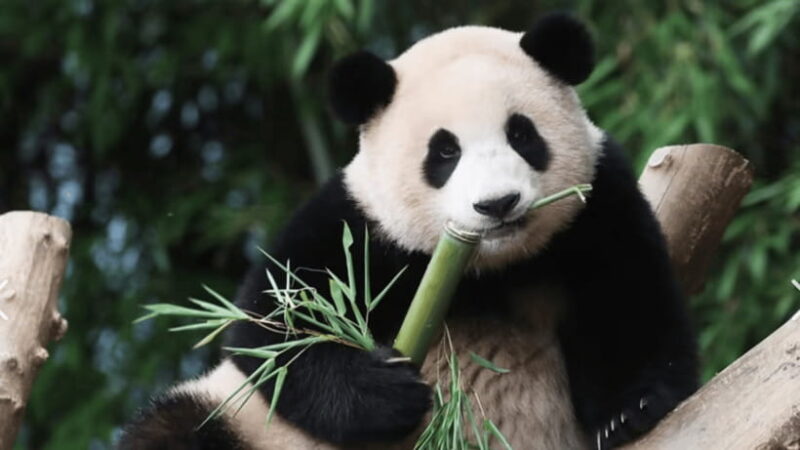 Chengdu Research Base of Giant Panda Breeding - The Sum Up