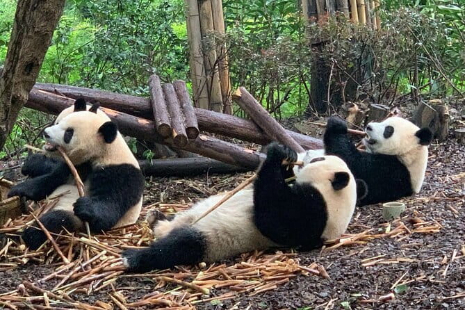Chengdu Research Base of Giant Panda Breeding Ticket pre-booking - Introduction