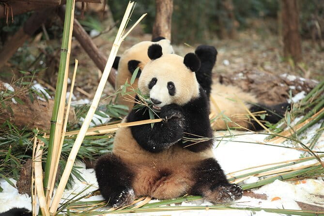 Chengdu Research Base of Giant Panda Breeding Ticket pre-booking - What the Reviews Say