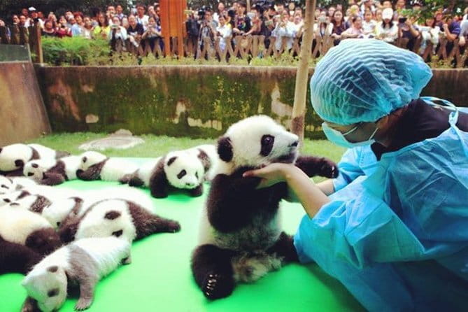 Chengdu Research Base of Giant Panda Breeding Ticket pre-booking - Who Will Love This Experience?