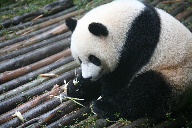 Chengdu Side Trip to Fairy Jiuzhaigou - An In-Depth Look at the Itinerary