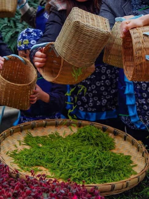 Chengdu: Tea-Picking in the Birthplace of Tea Culture - What’s Included & What’s Not?