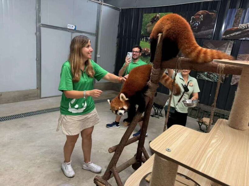 Chengdu: Volunteer Day Experience at Dujiangyan Panda base - Logistics & Practical Tips