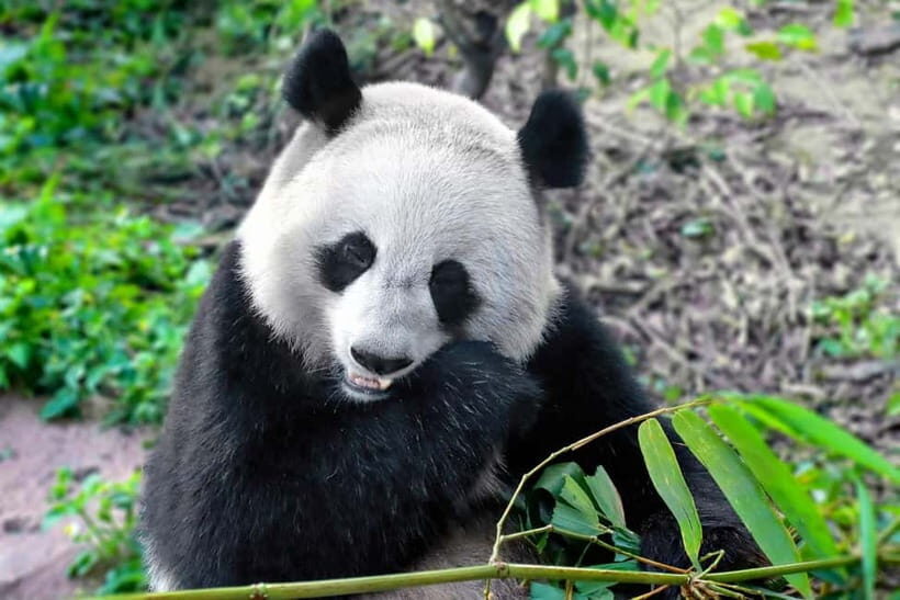 Chengdu:Panda Keepervolunteer for a Day with Pickup - Final Thoughts: Who Will Love This Tour?
