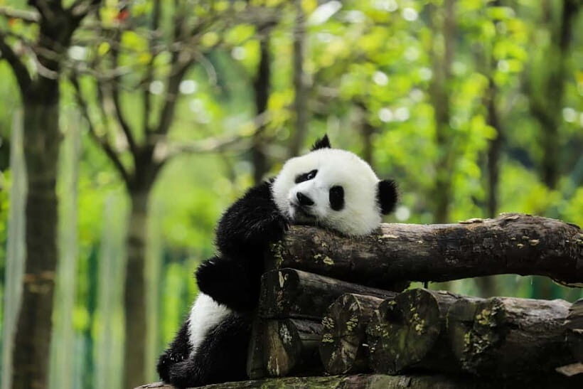Chengdu:Panda Keepervolunteer for a Day with Pickup - FAQ