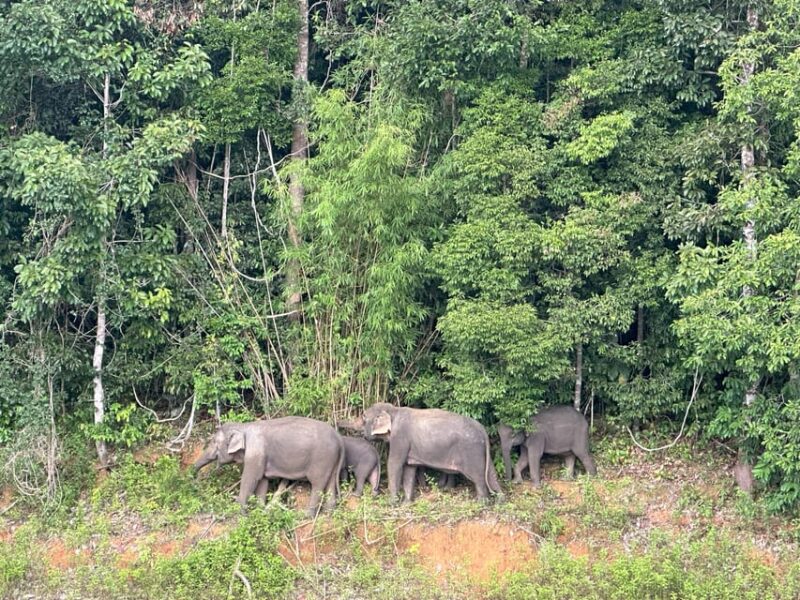 Cheow Larn Lake - Hiking - Cave Explore - Wildlife Safari - Jungle Walk and Cave Exploration
