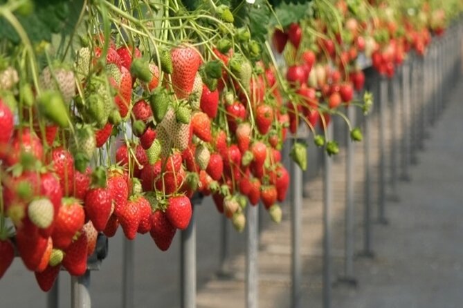 Cherry Blossom Buddha and Mt.Yoshino With Strawberry Picking Tour - Key Points