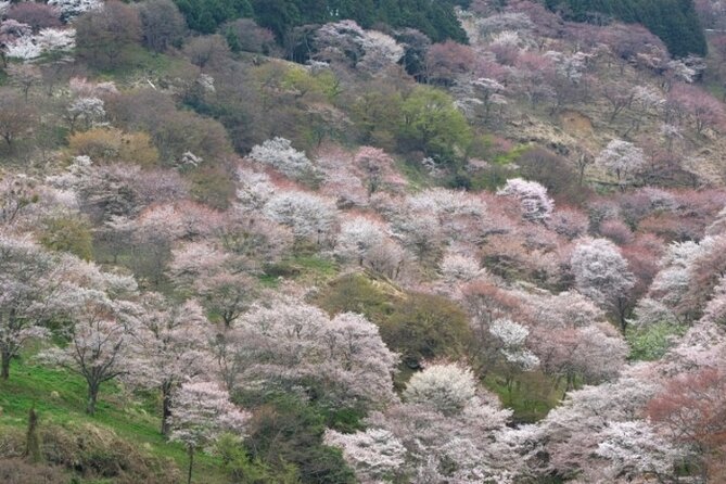 Cherry Blossom Buddha and Mt.Yoshino With Strawberry Picking Tour - Important Information