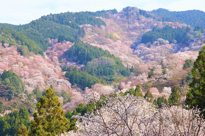 Cherry Blossom Buddha and Mt.Yoshino With Strawberry Picking Tour - Guidelines and Regulations