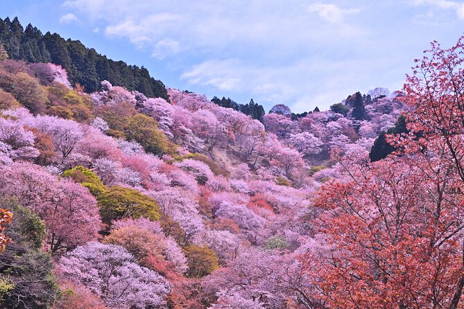 Cherry Blossom Buddha and Mt.Yoshino With Strawberry Picking Tour - Experience the Beauty of Mount Yoshino