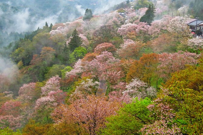Cherry Blossom Buddha and Mt.Yoshino With Strawberry Picking Tour - Savor the Sweetness of Strawberry Picking