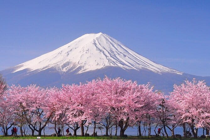 Cherry Blossom Mount Fuji Customizable Luxury vehicle Guided Tour - Detailed Look at the Tour Experience