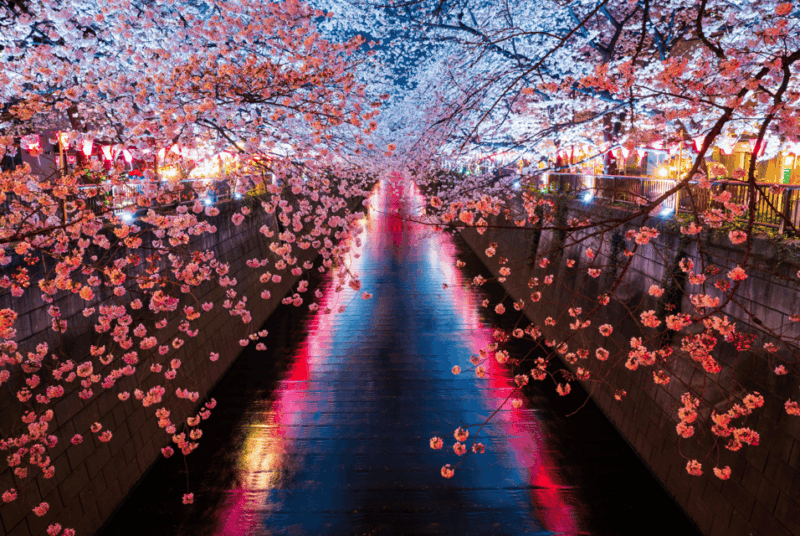 Cherry Blossom Private Tour - Itinerary