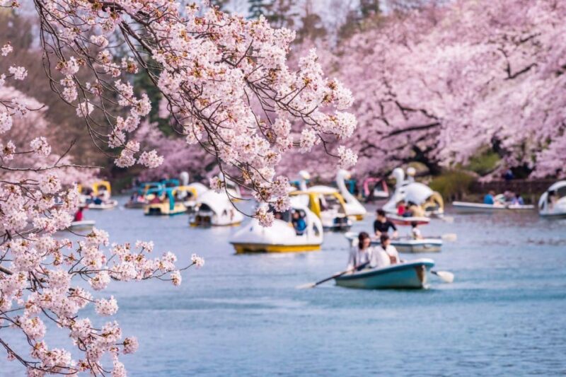 Cherry Blossom Private Tour - Experience Highlights