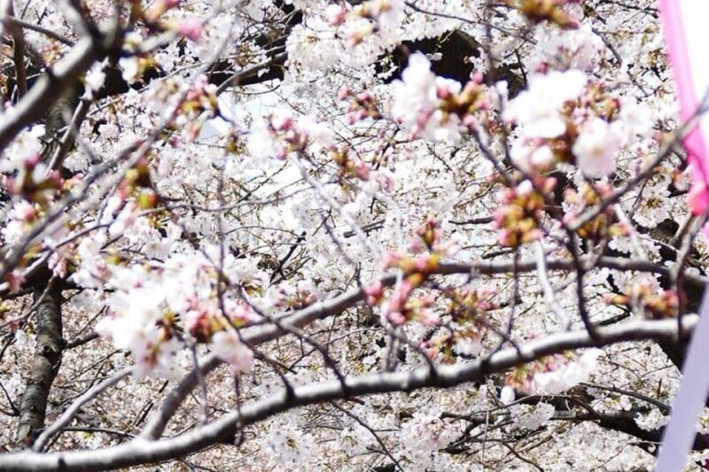 Cherry Blossom Private Tour - Photography Opportunities