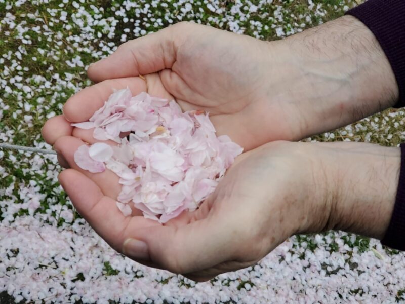 Cherry Blossom Private Tour - Cancellation Policy