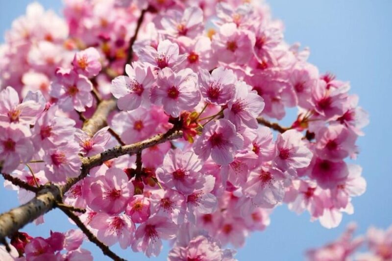 Cherry Blossom Private Tour - Get in Touch