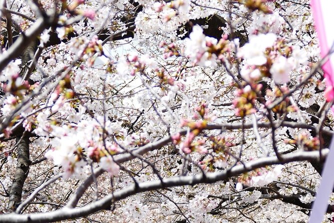 Cherry Blossom Private Tour - Timing Considerations