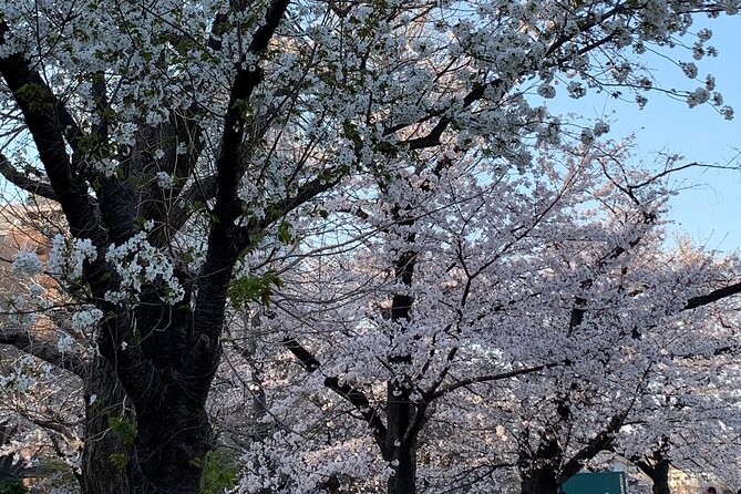 Cherry Blossom Tour in Tokyo - Common Questions