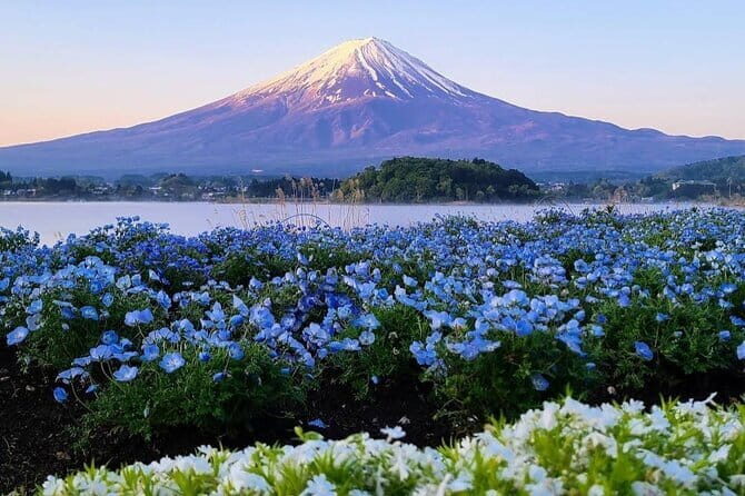 Cherry Blossoms on Mt. Fuji Day Trip with English Speaking Driver - Key Points