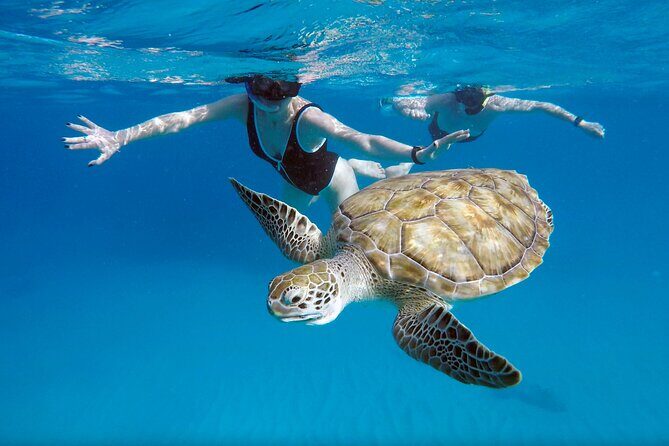 Ches snorkel cruise! turtles & shipwrecks (semi private) - An Authentic, Small-Group Barbados Snorkel Experience